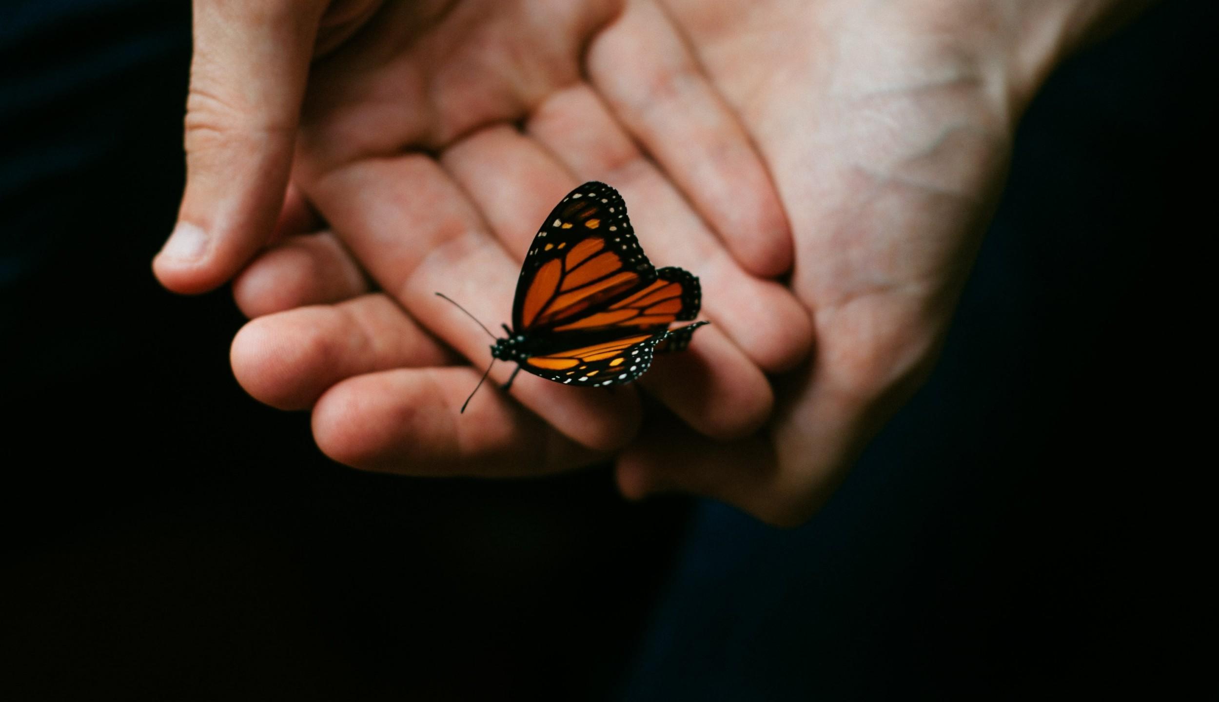 Butterfly In Hand Wallpapers - Wallpaper Cave