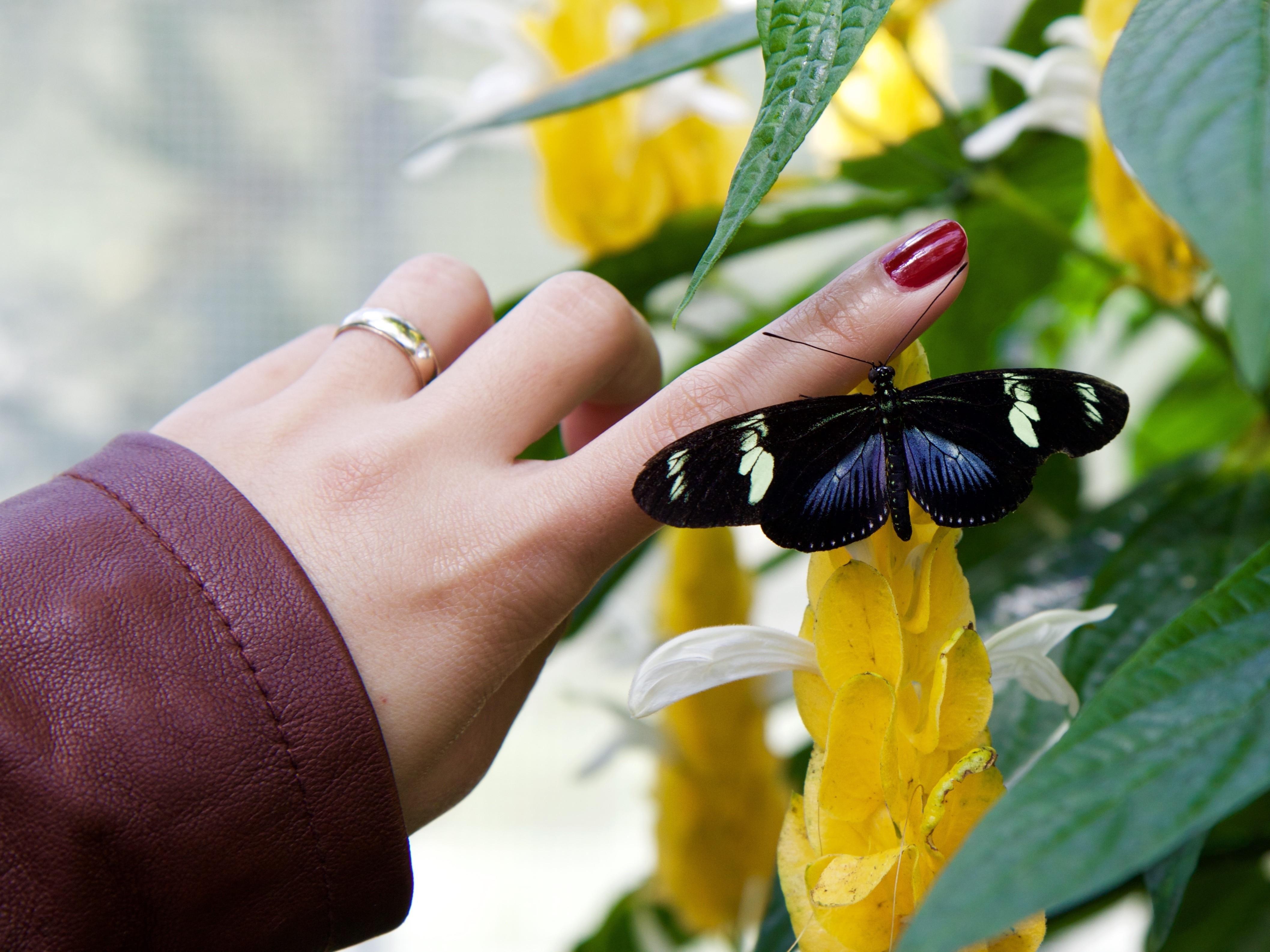 Butterfly In Hand Wallpapers - Wallpaper Cave