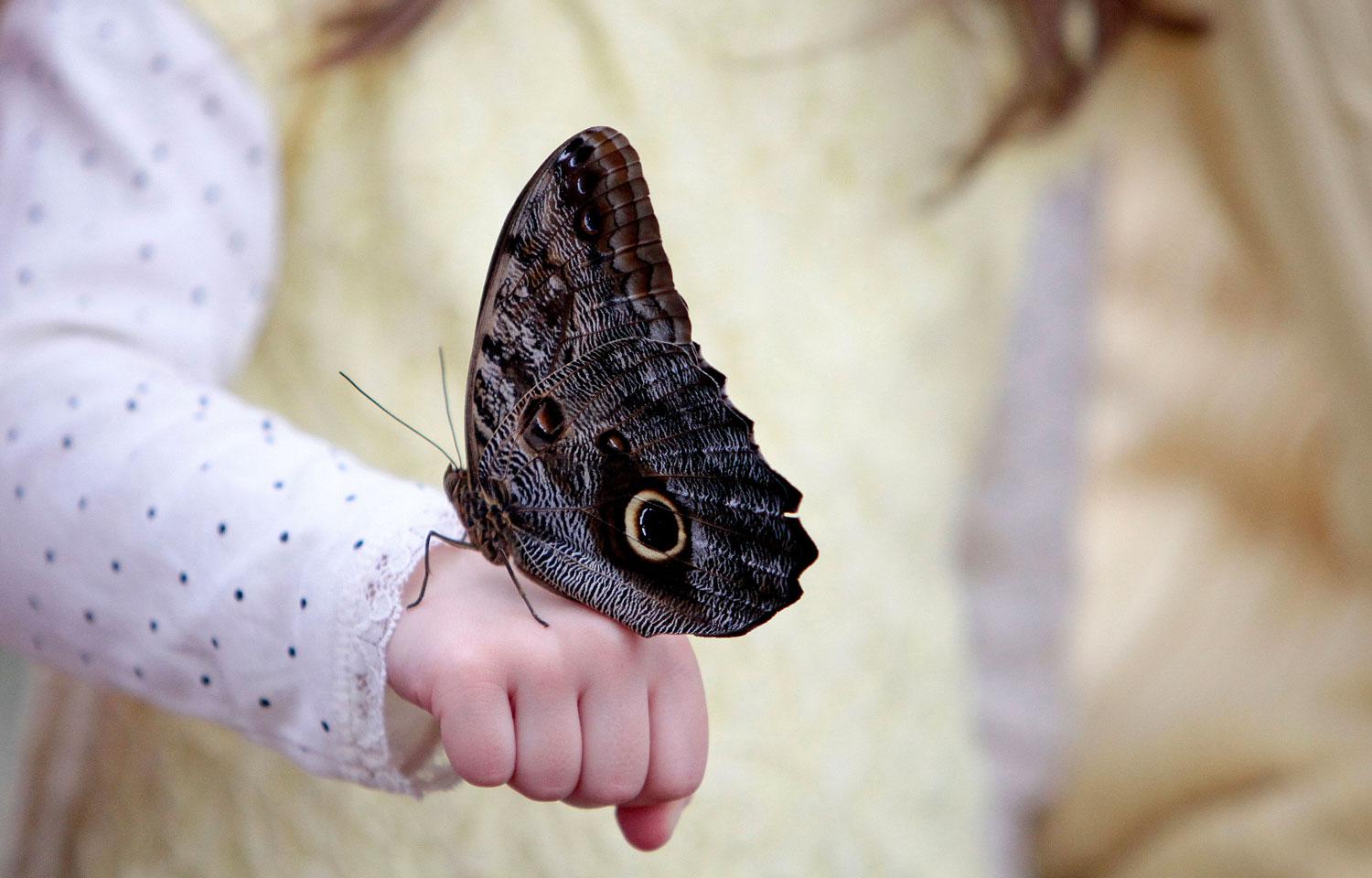 Butterfly In Hand Wallpapers - Wallpaper Cave