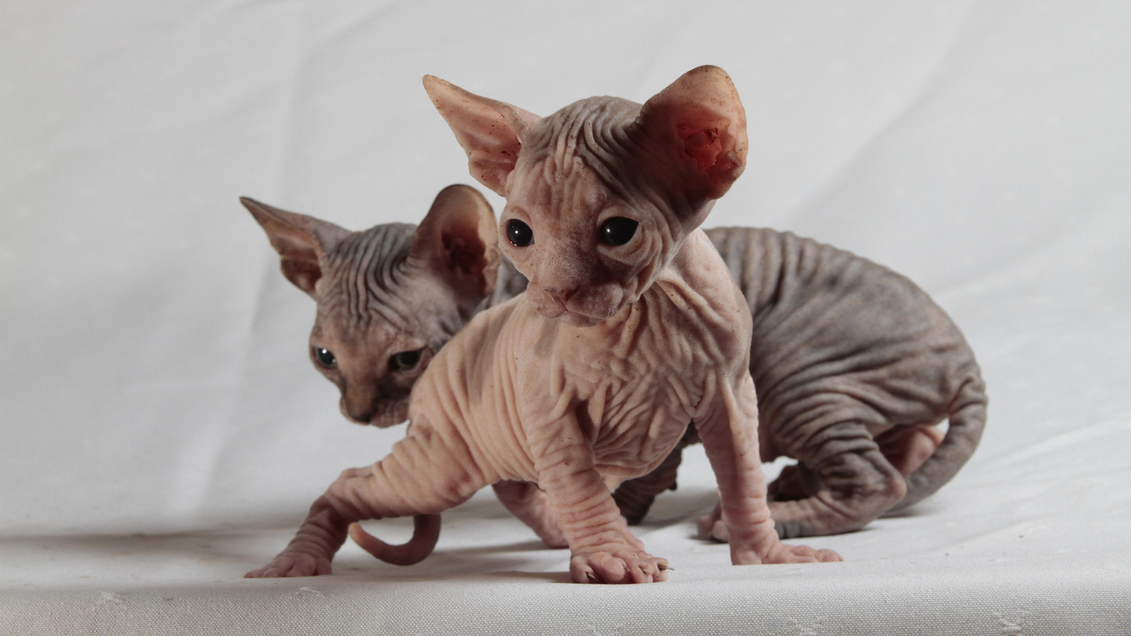 Sphynx Cat Wallpapers Wallpaper Cave Sphynx Cat Wallpapers Wallpaper Cave
