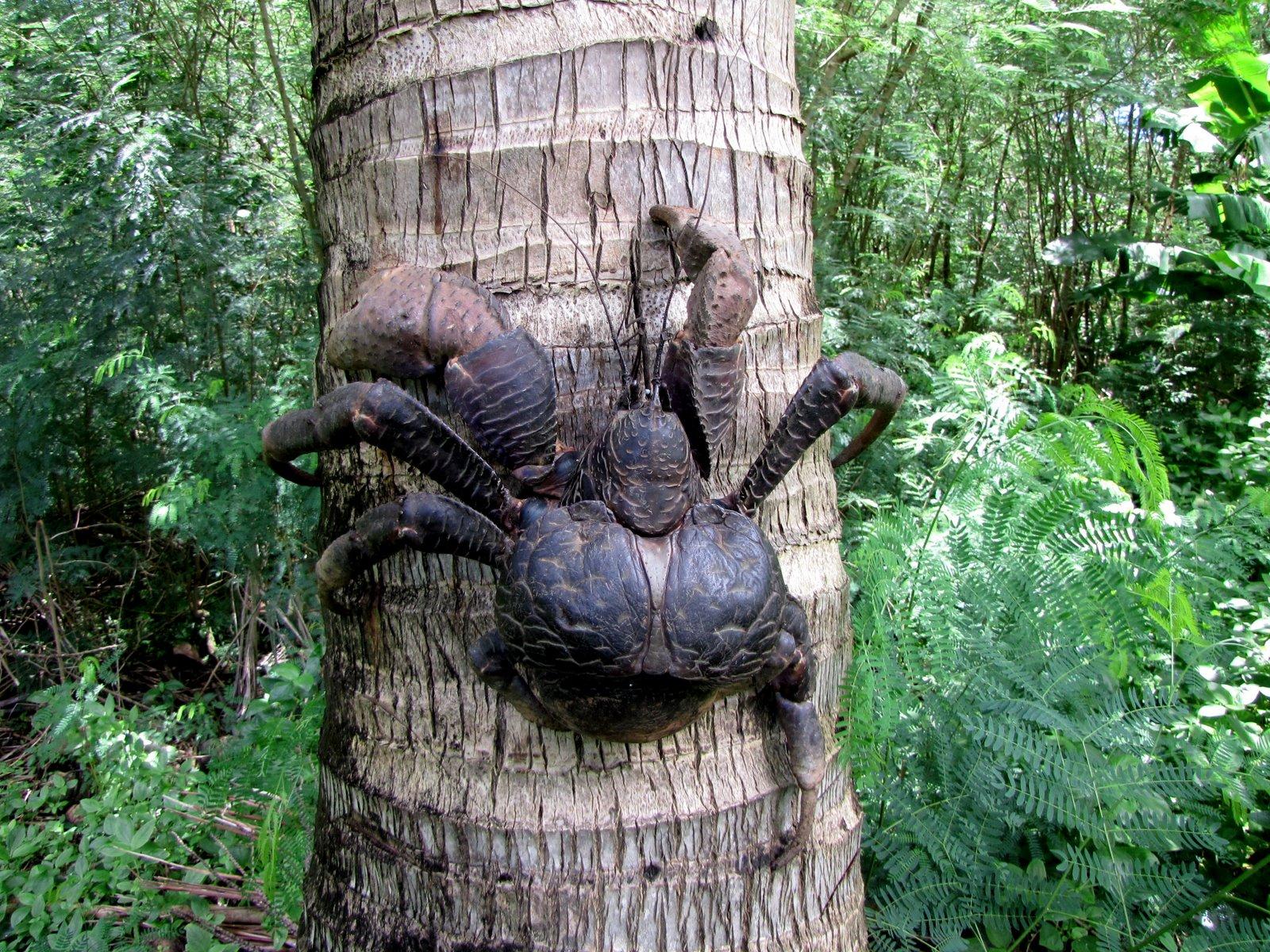 Coconut Crab Wallpapers - Wallpaper Cave