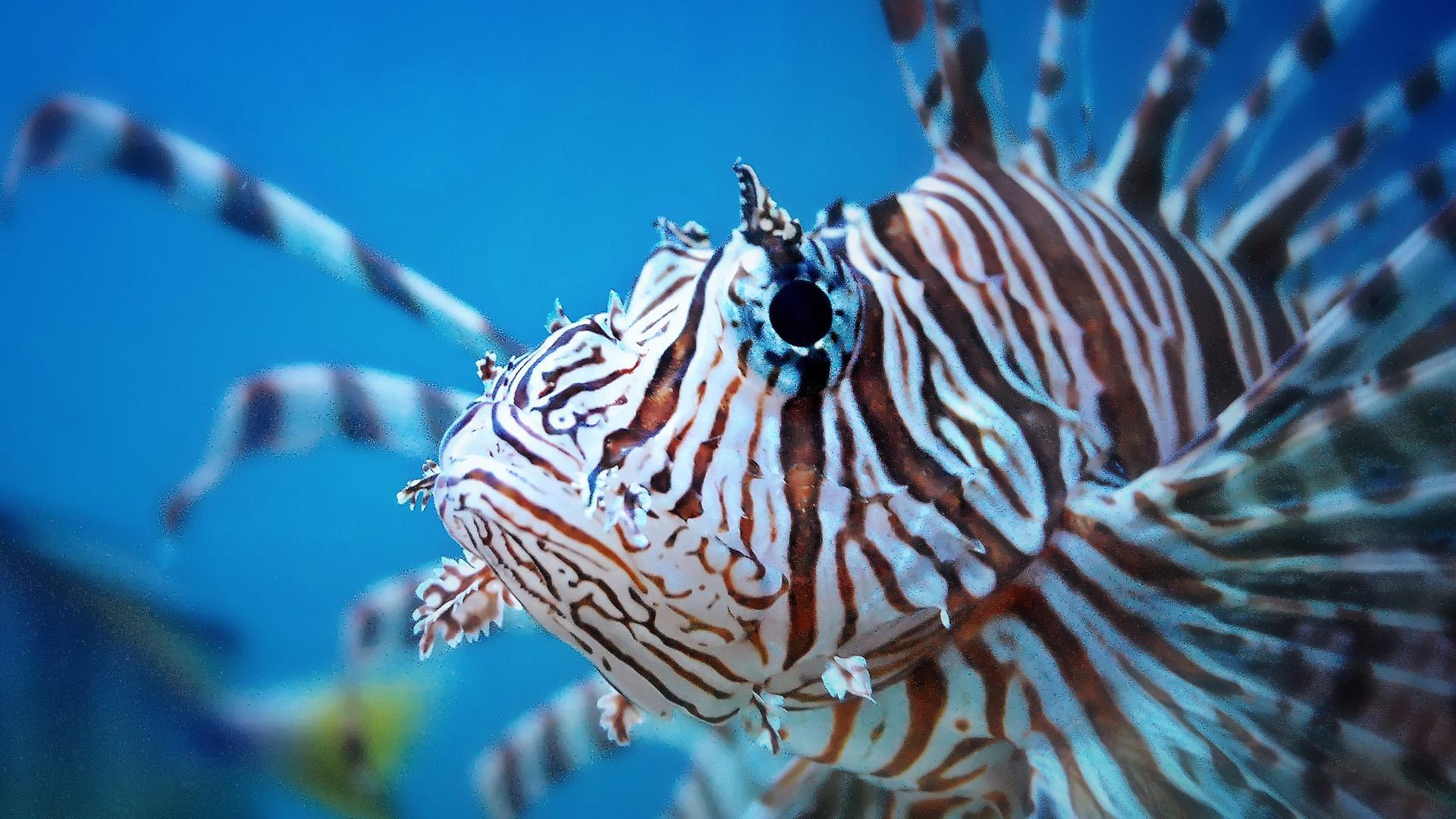 Lionfish Wallpapers - Wallpaper Cave