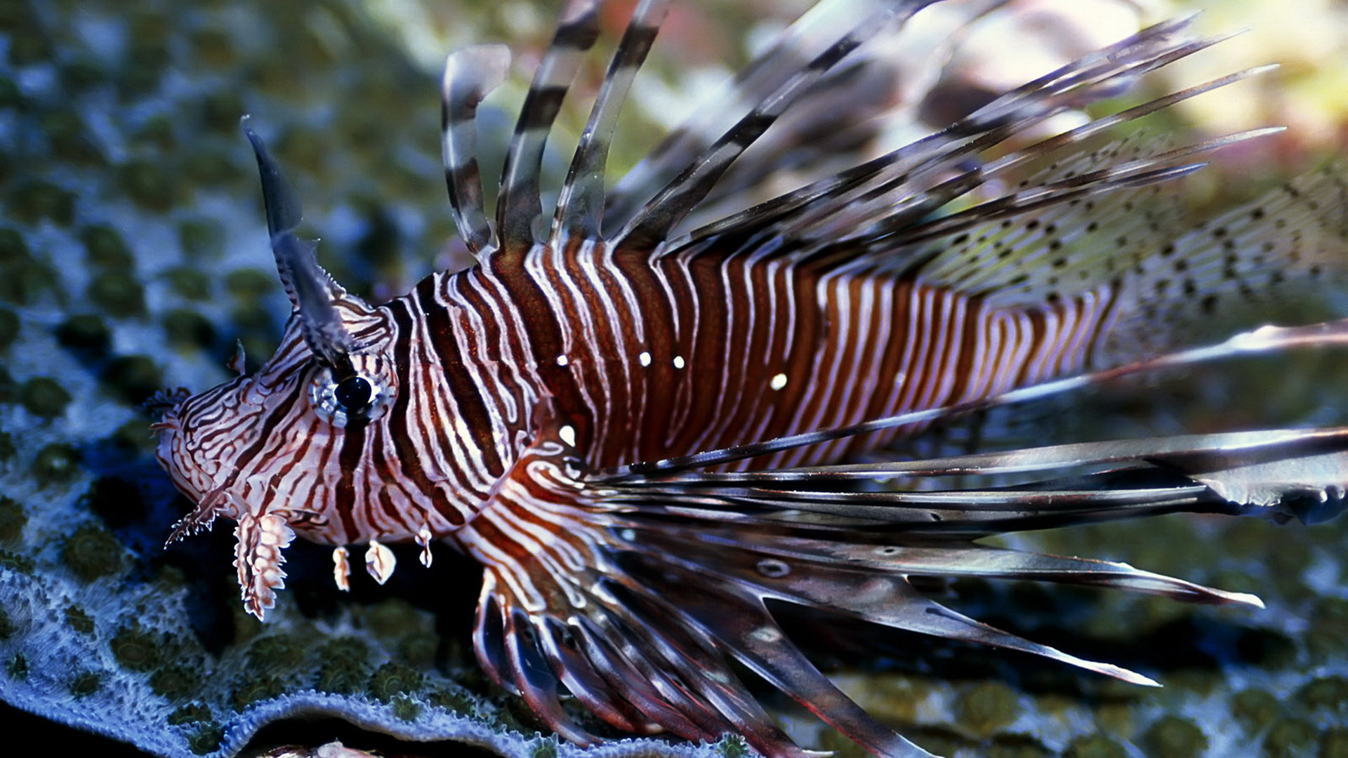 Lionfish Wallpapers - Wallpaper Cave