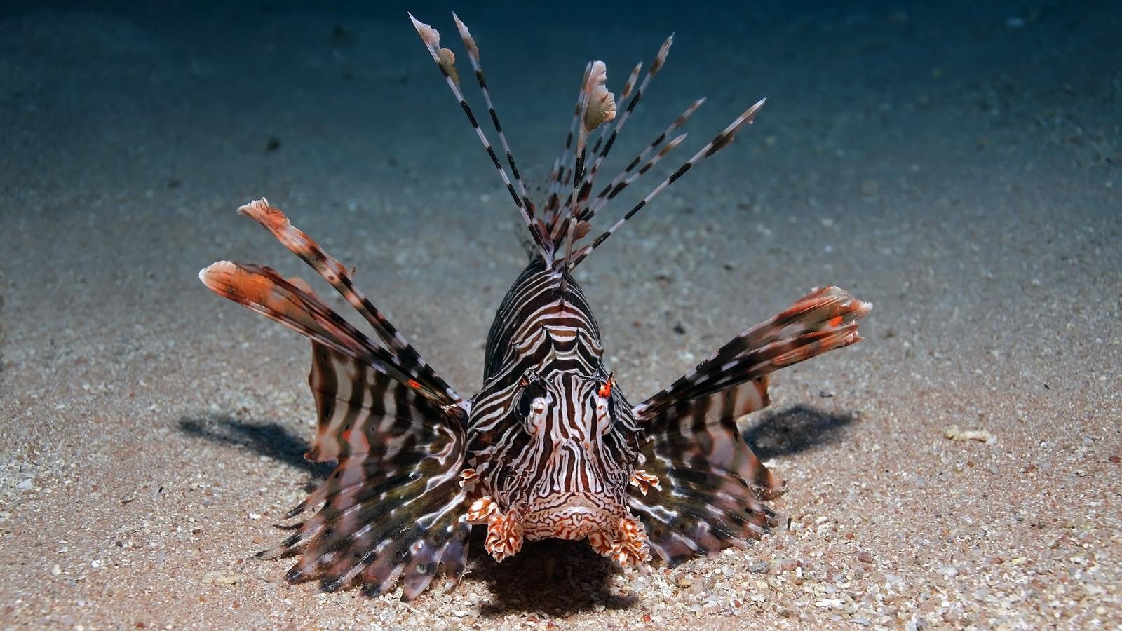 Lionfish Wallpapers - Wallpaper Cave