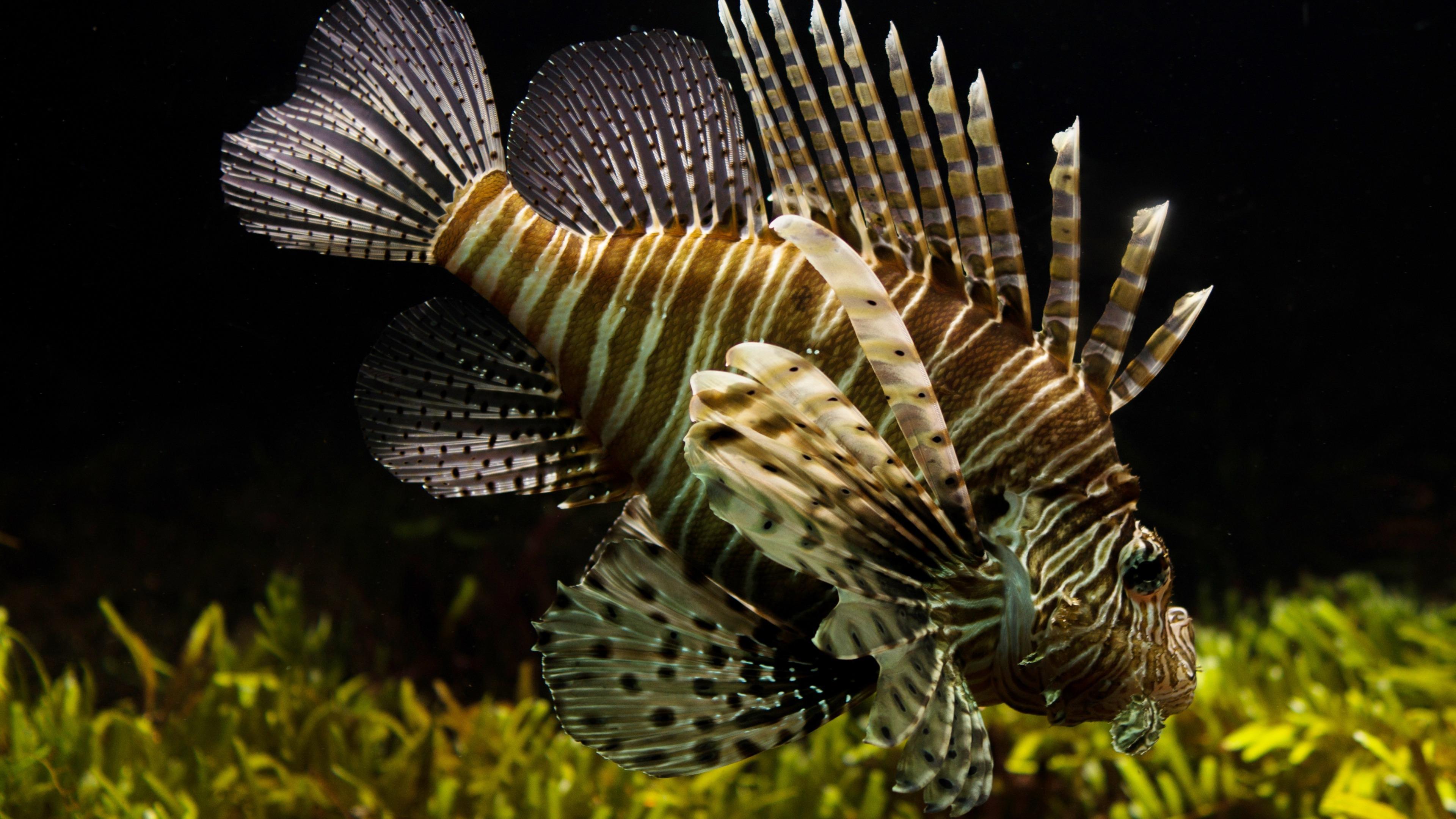 Lionfish Wallpapers - Wallpaper Cave