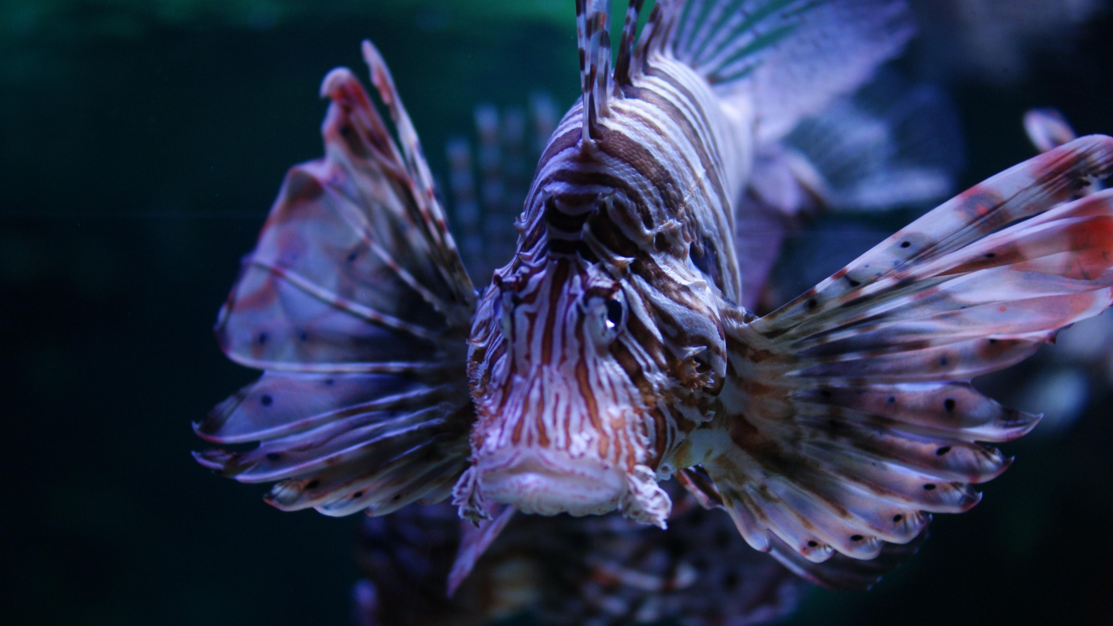 Lionfish Wallpapers - Wallpaper Cave