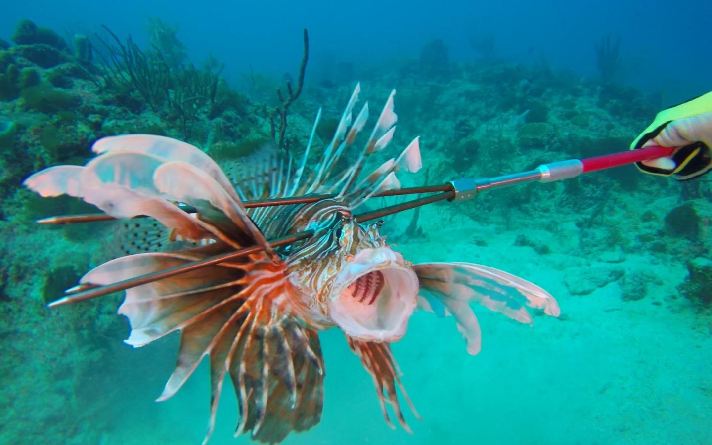 Lionfish Wallpapers - Wallpaper Cave