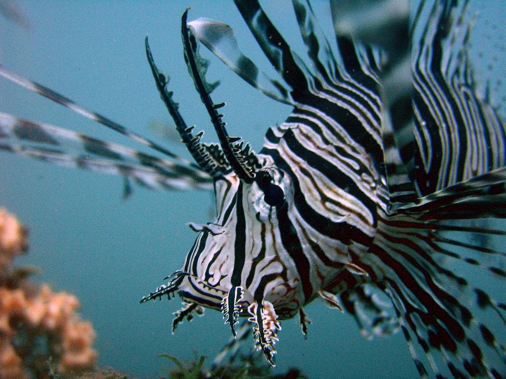 Lionfish Wallpapers - Wallpaper Cave