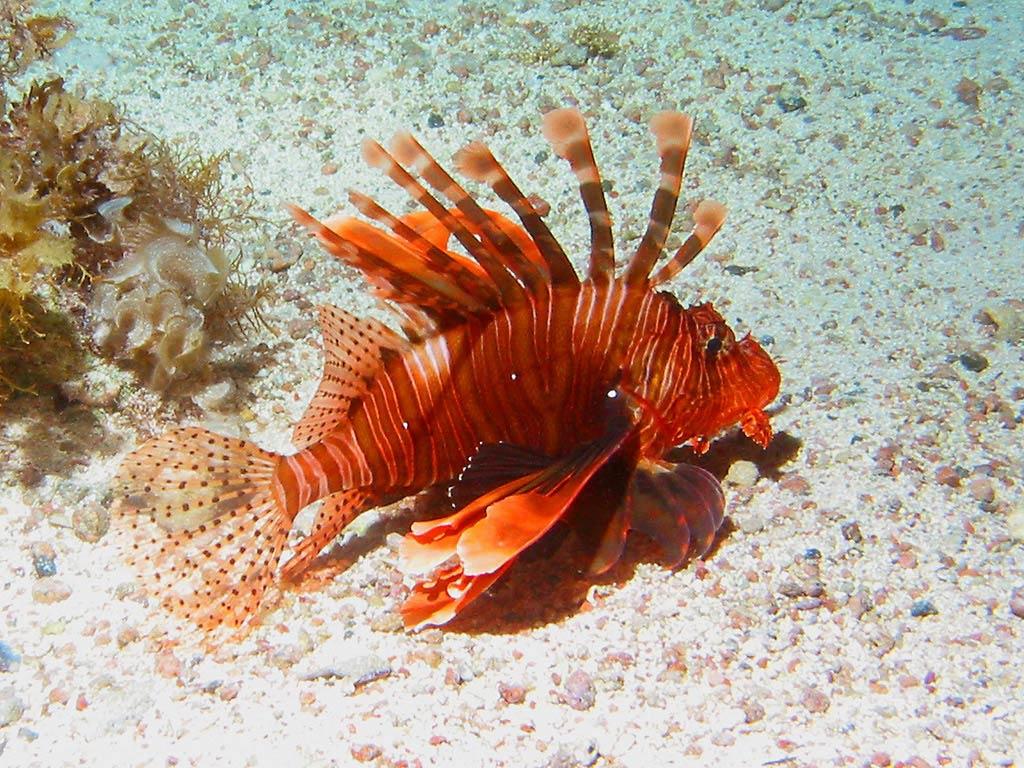 Lionfish Wallpapers - Wallpaper Cave