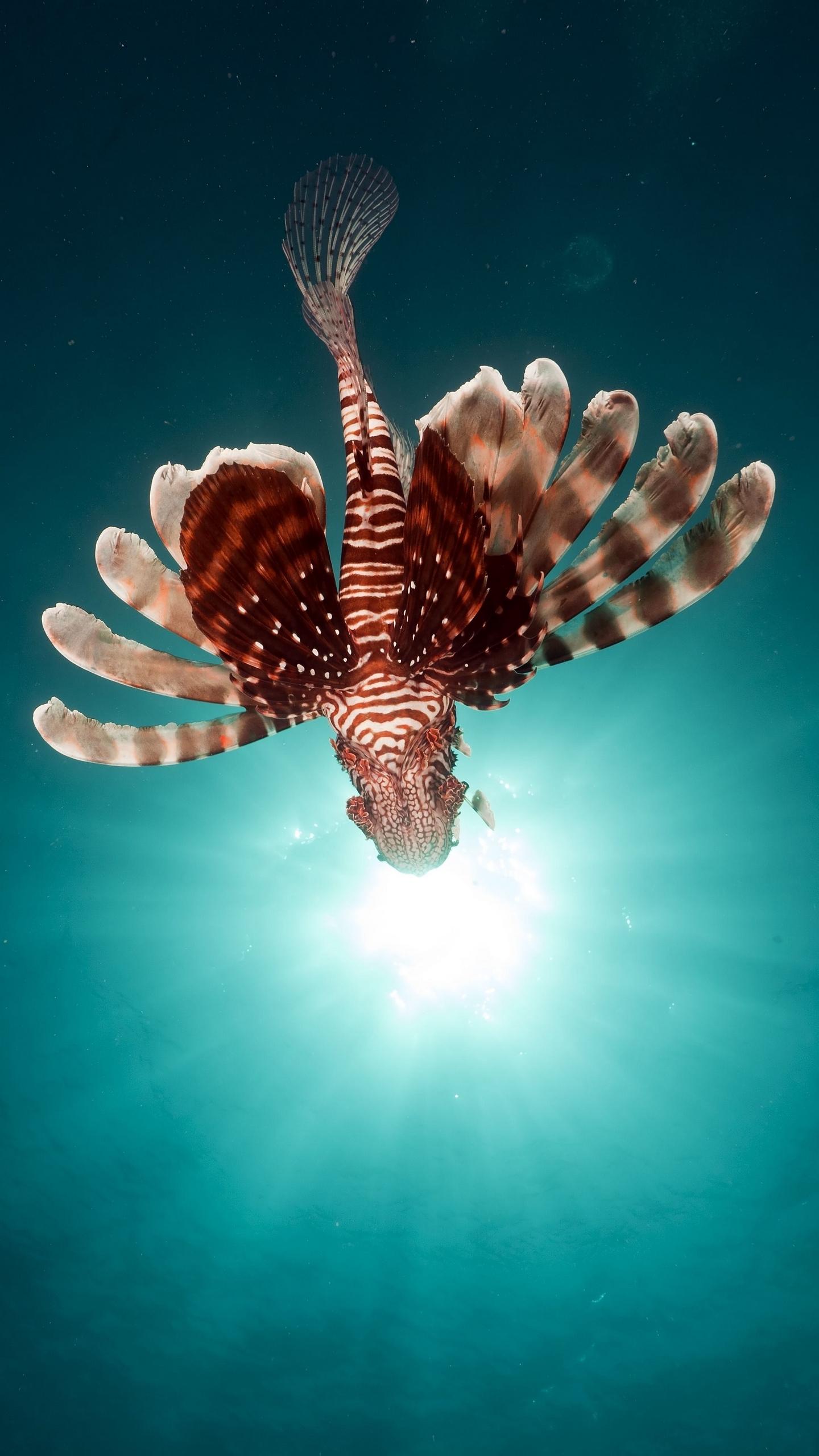 Lionfish Wallpapers - Wallpaper Cave