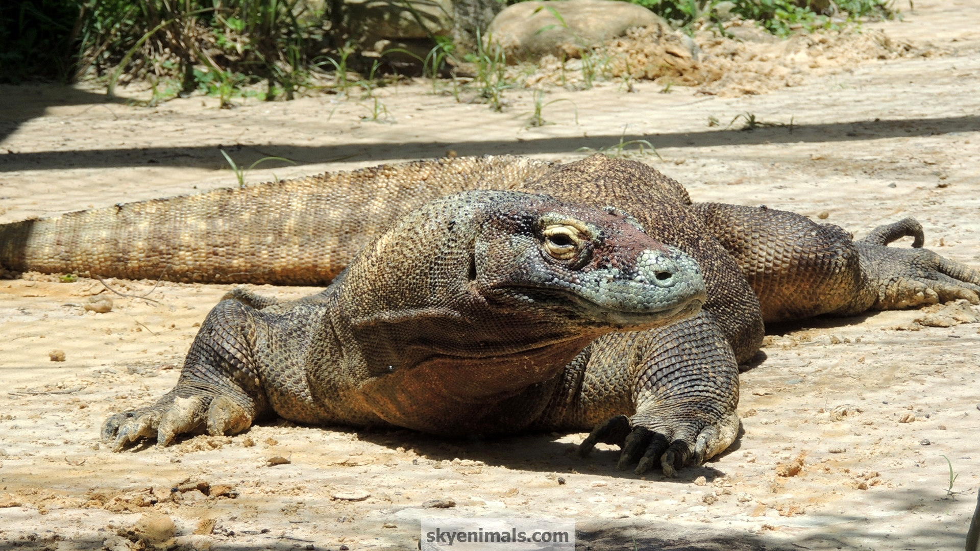 Comodo Dragon Wallpapers - Wallpaper Cave