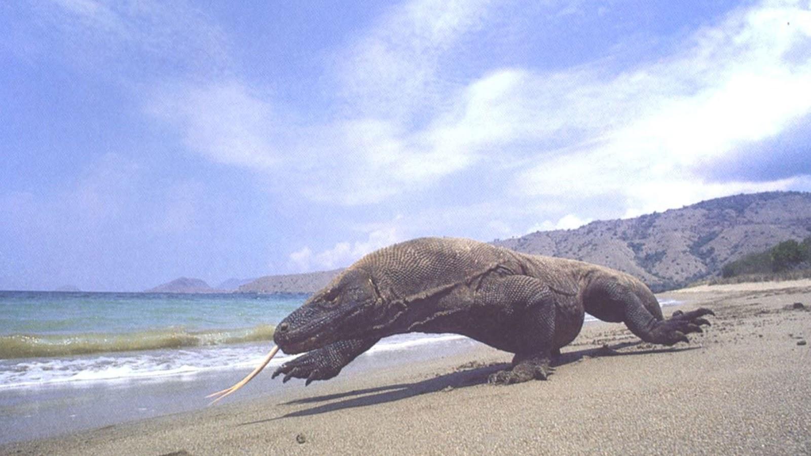 Comodo Dragon Wallpapers - Wallpaper Cave