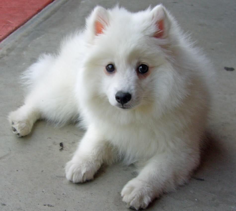 Japanese Spitz Wallpapers - Wallpaper Cave