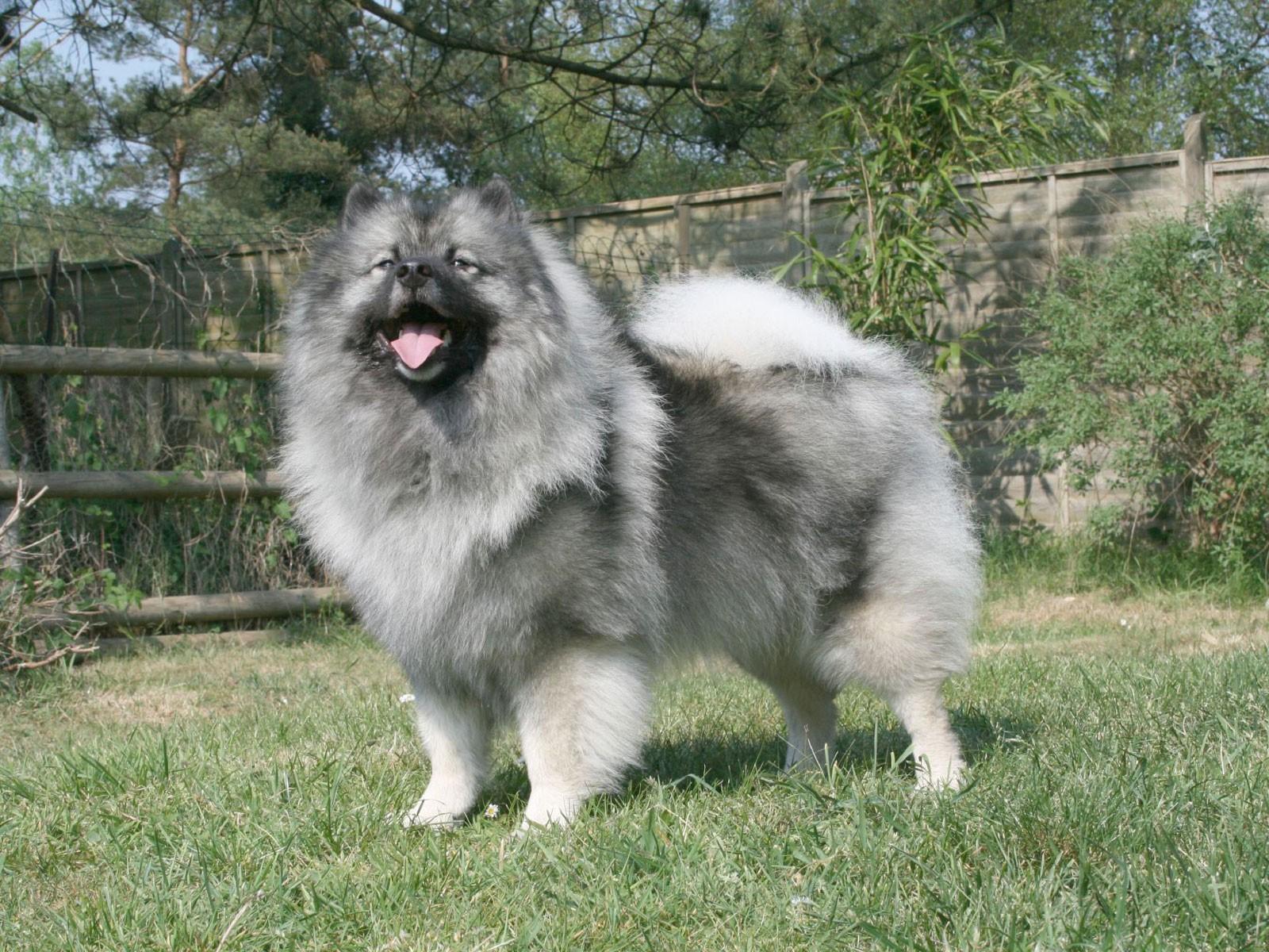 Japanese Spitz Wallpapers - Wallpaper Cave