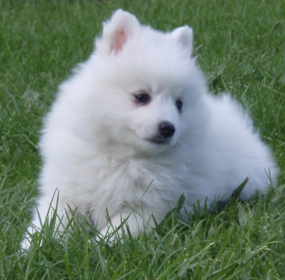 Japanese Spitz Wallpapers - Wallpaper Cave