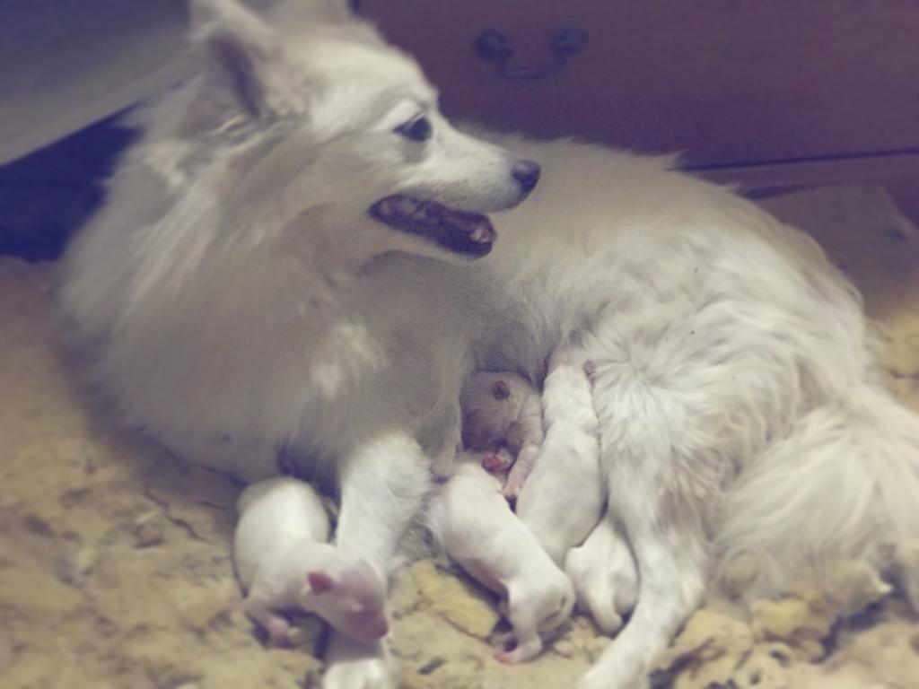 Japanese Spitz Wallpapers - Wallpaper Cave