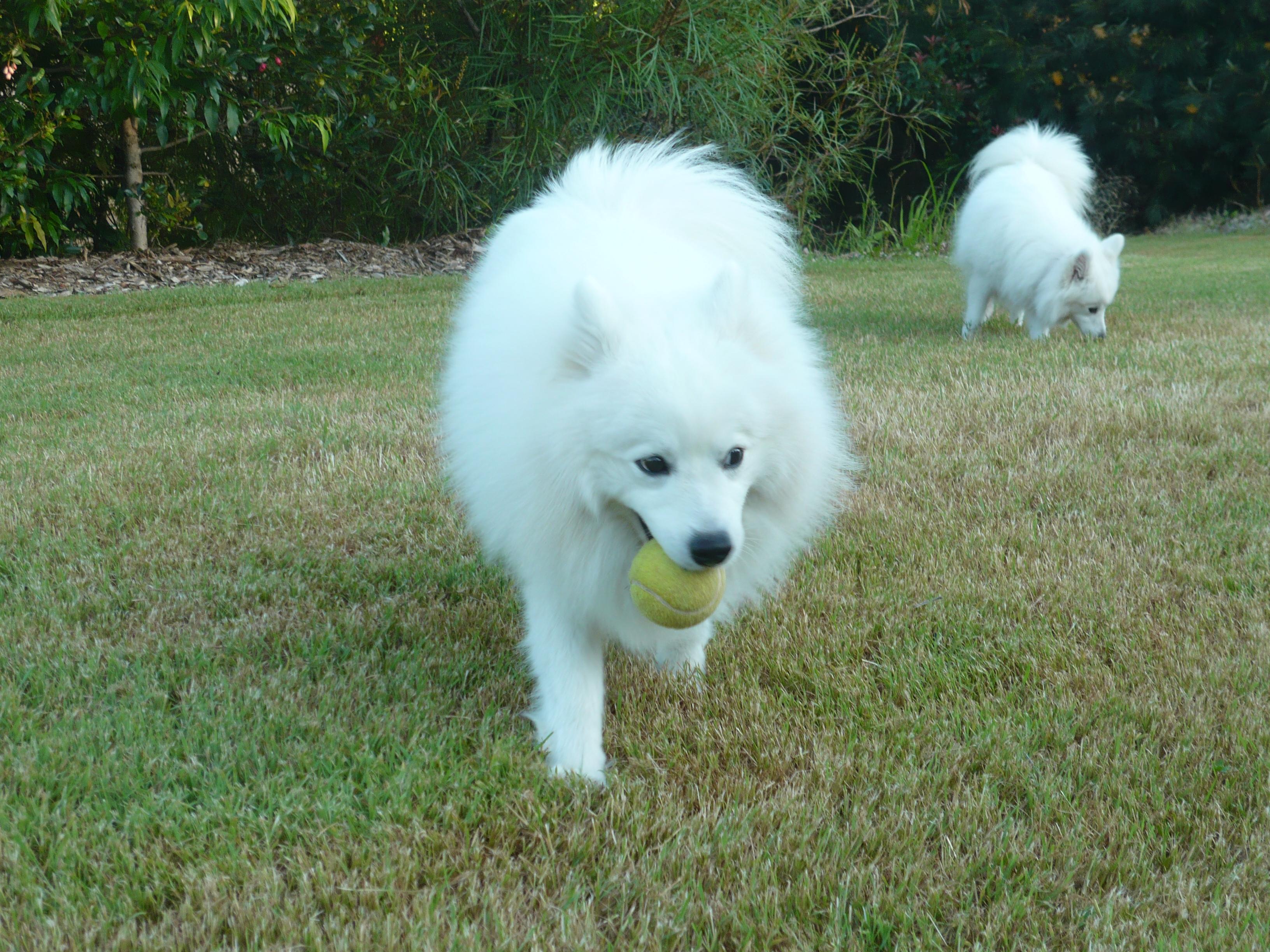 Japanese Spitz Wallpapers - Wallpaper Cave