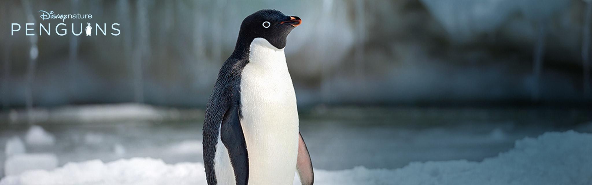 Penguins Disneynature Wallpapers - Wallpaper Cave