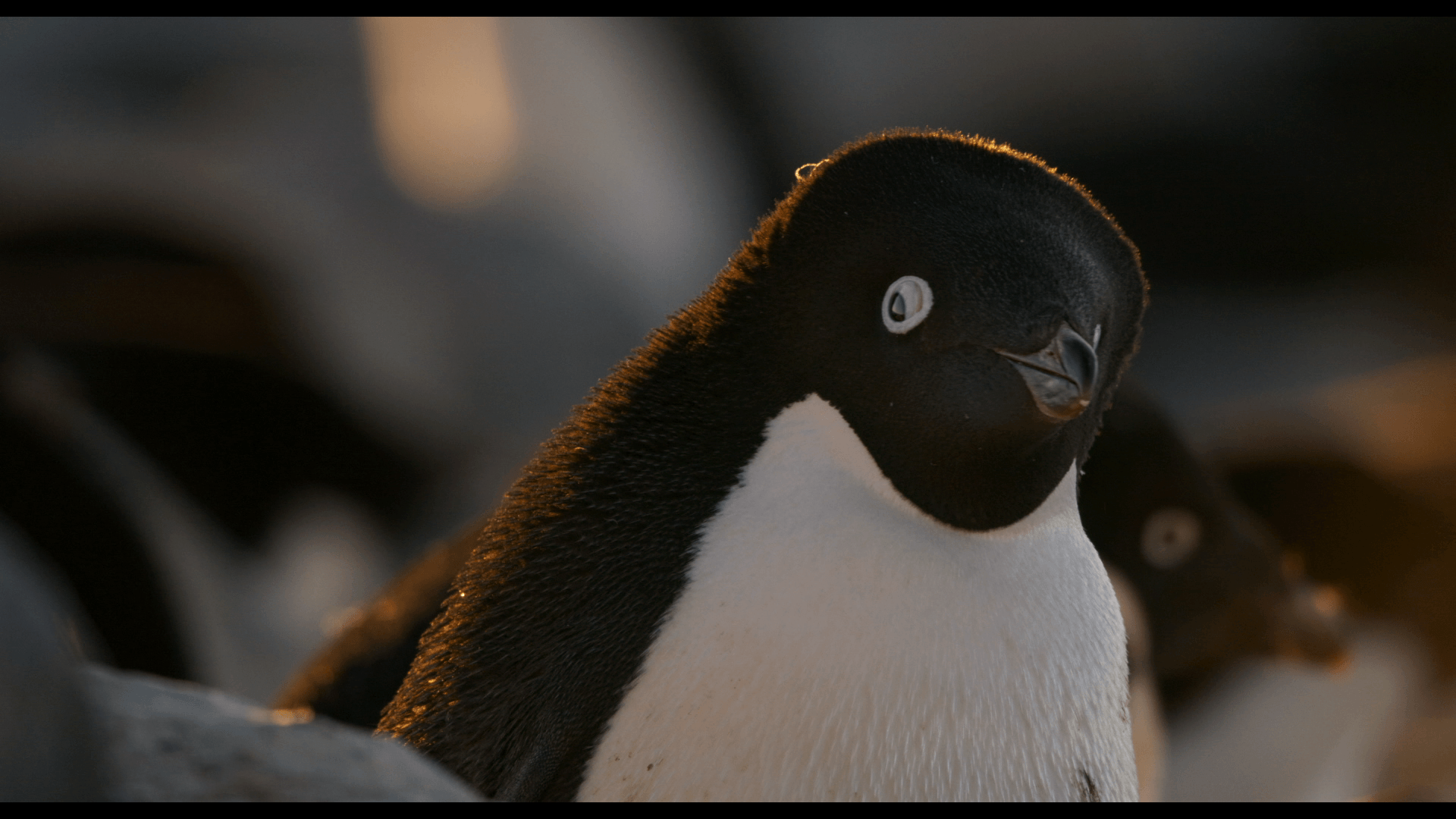 Penguins Disneynature Wallpapers - Wallpaper Cave