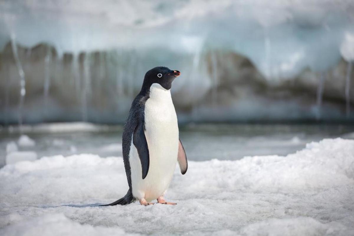 Penguins Disneynature Wallpapers - Wallpaper Cave