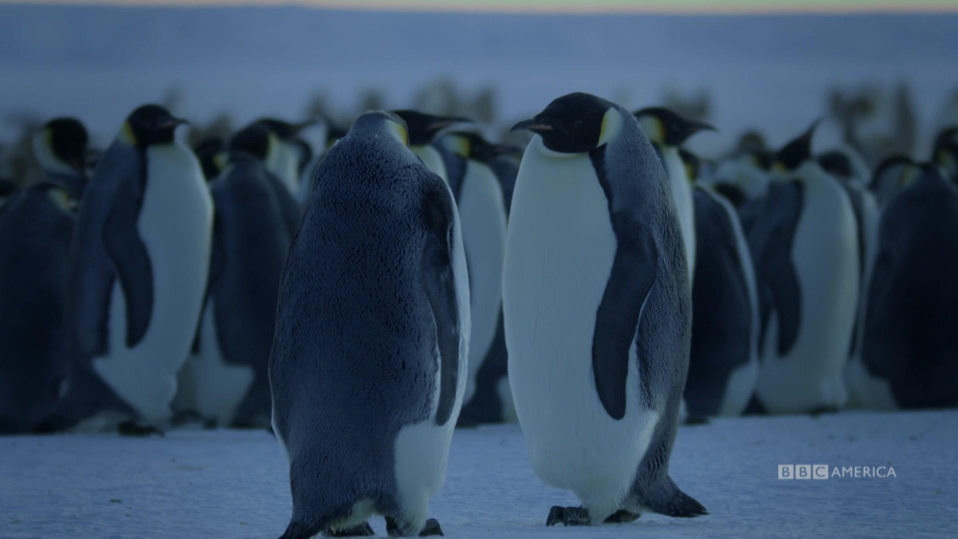 Penguins Disneynature Wallpapers - Wallpaper Cave