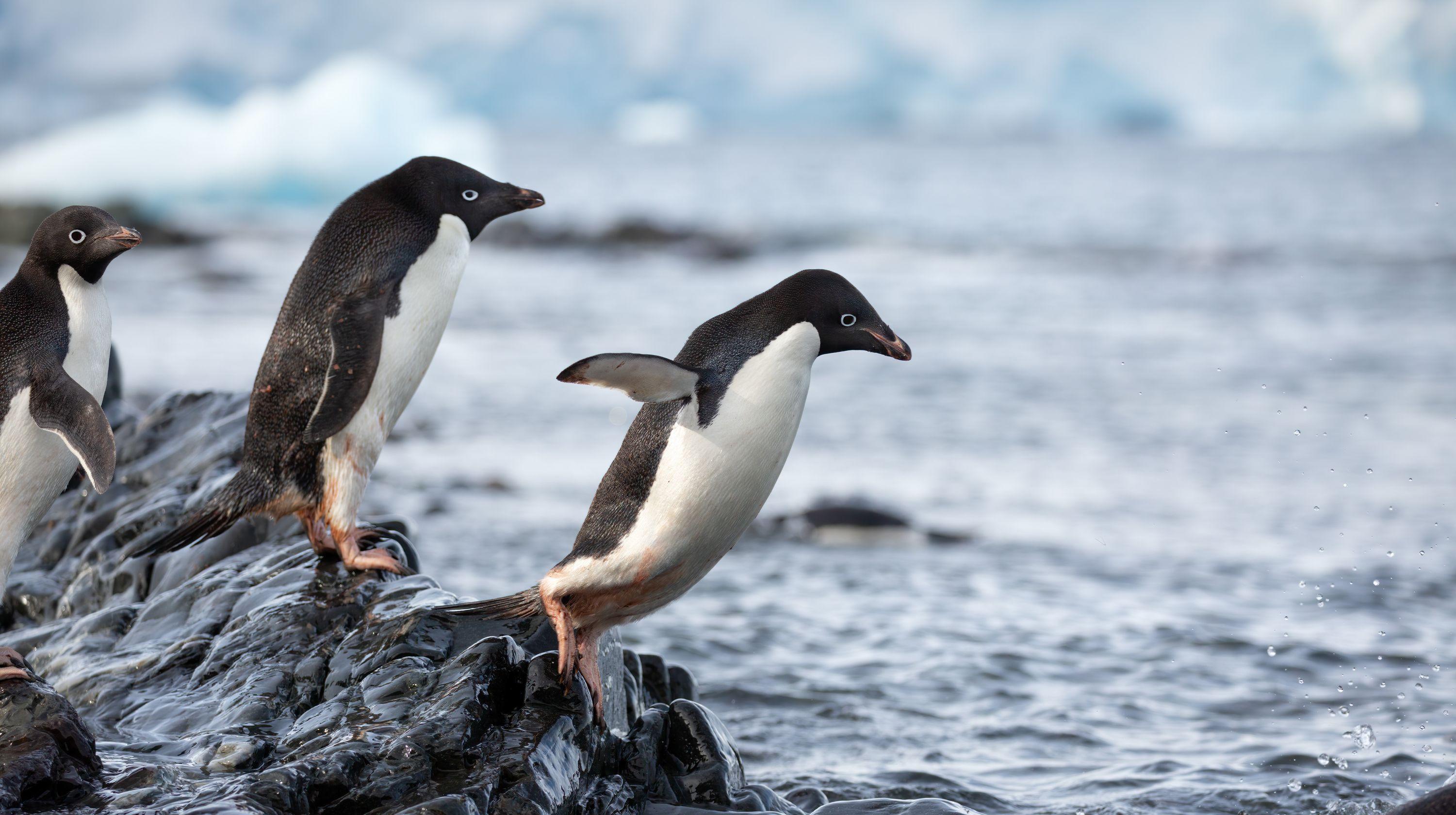 Penguins Disneynature Wallpapers - Wallpaper Cave