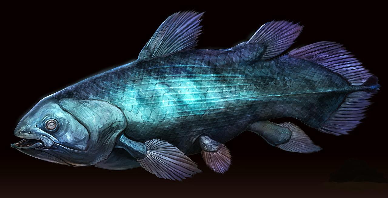 Fossil Fish Wallpaper