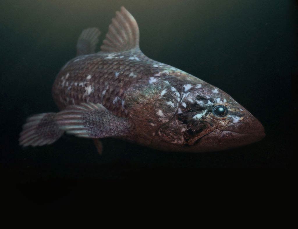 Coelacanth Wallpapers - Wallpaper Cave