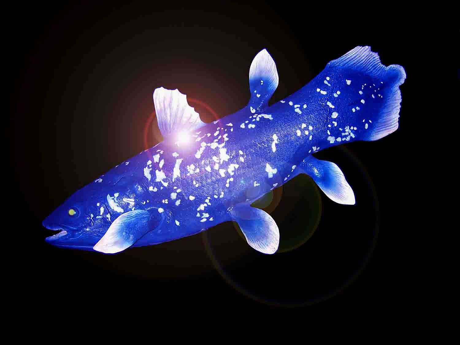 Coelacanth Wallpapers - Wallpaper Cave