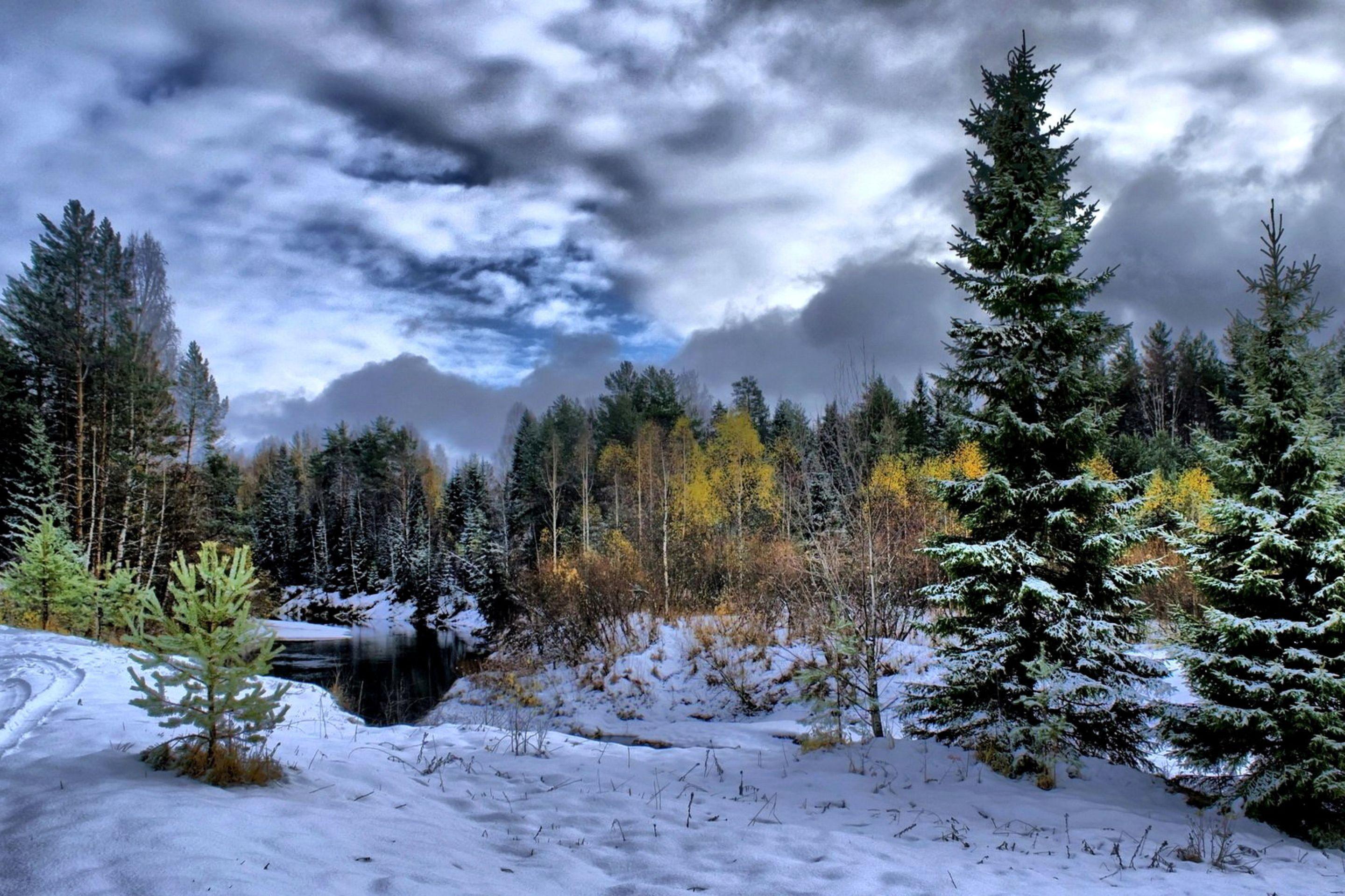Taiga Forest Wallpapers Wallpaper Cave