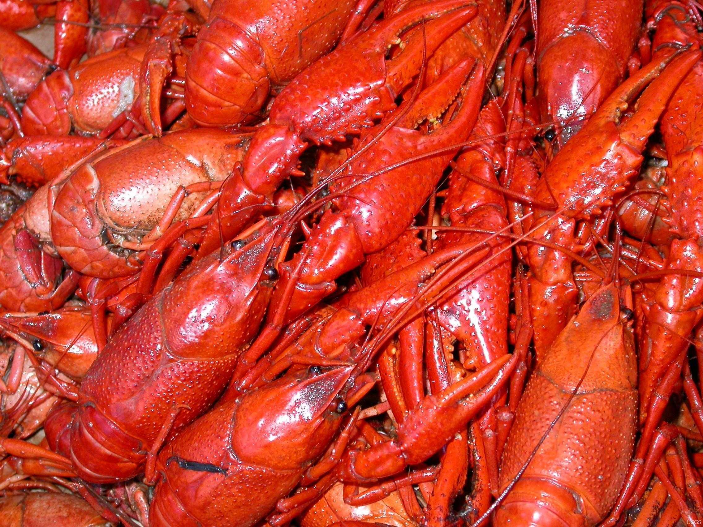 Crawfish Wallpapers - Wallpaper Cave
