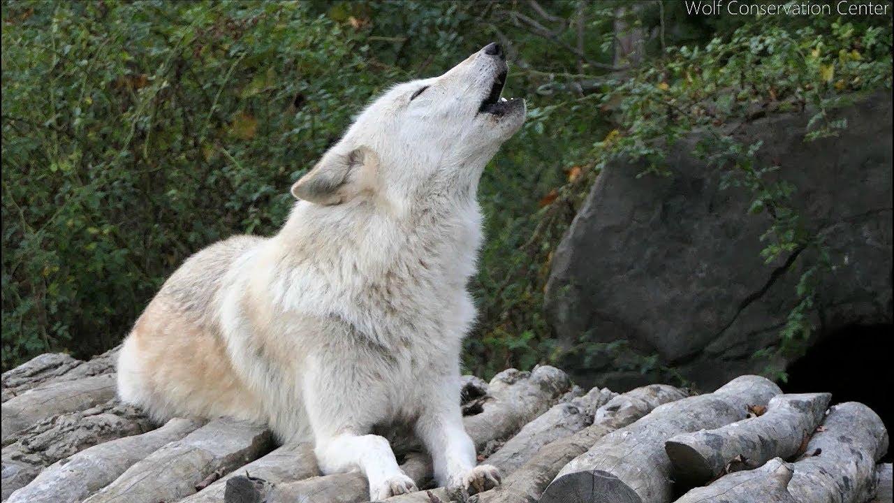 Wolves Howling Wallpapers - Wallpaper Cave