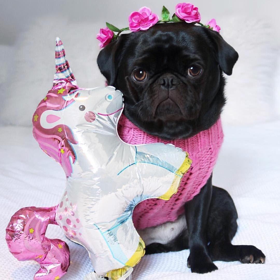 Pugicorn Wallpapers - Wallpaper Cave