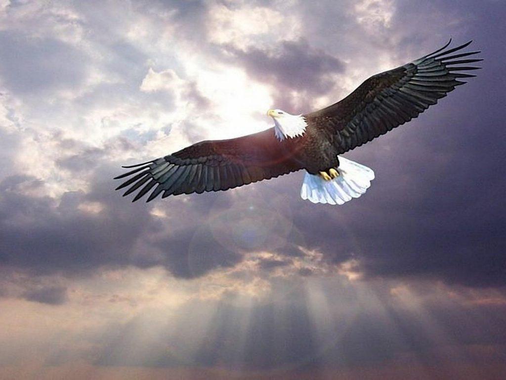 Flying Wallpapers - Wallpaper Cave