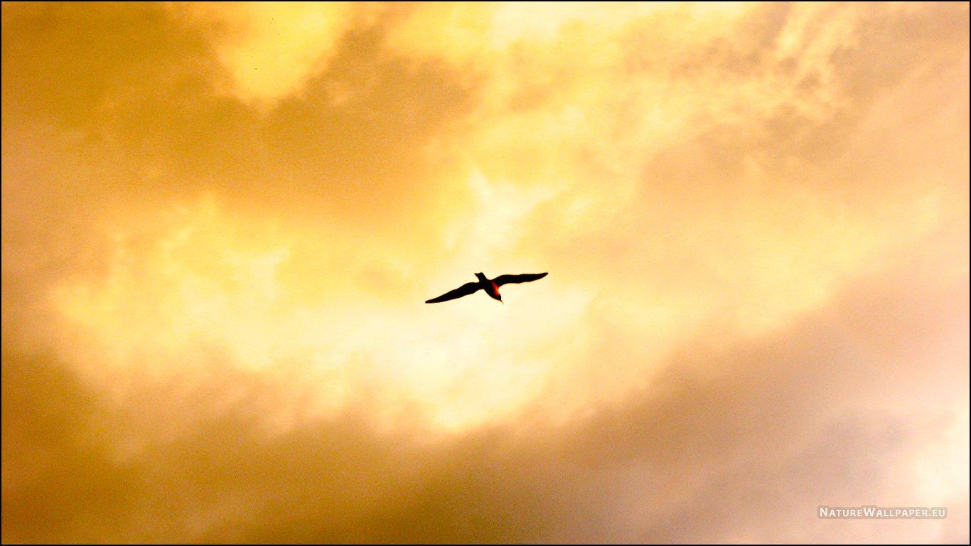 Flying Wallpapers - Wallpaper Cave