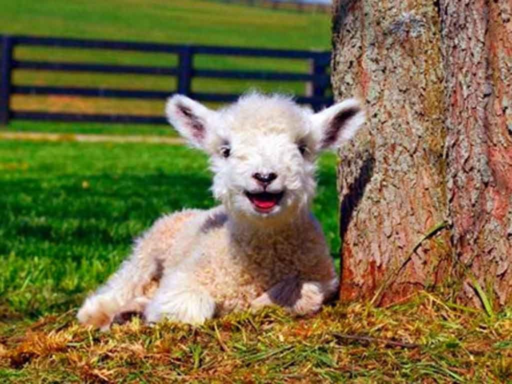 Lamb Wallpapers Wallpaper Cave