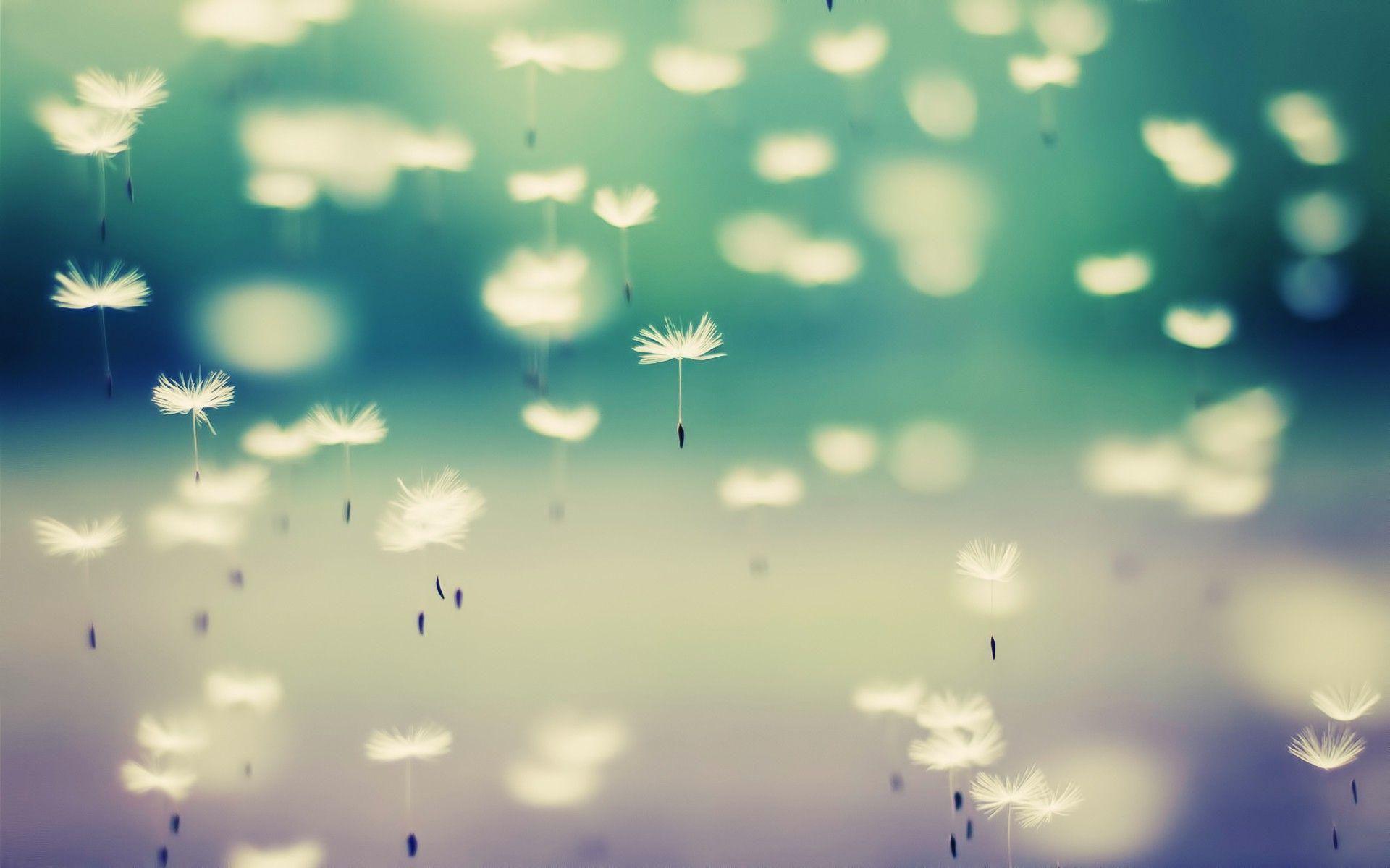 Dandelion Wallpapers - Wallpaper Cave