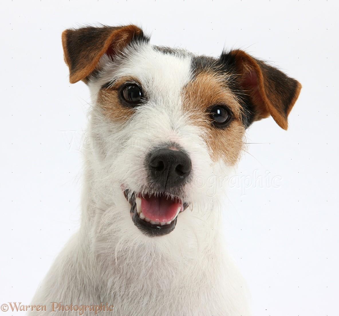 Jack Russell Terrier Wallpapers - Wallpaper Cave