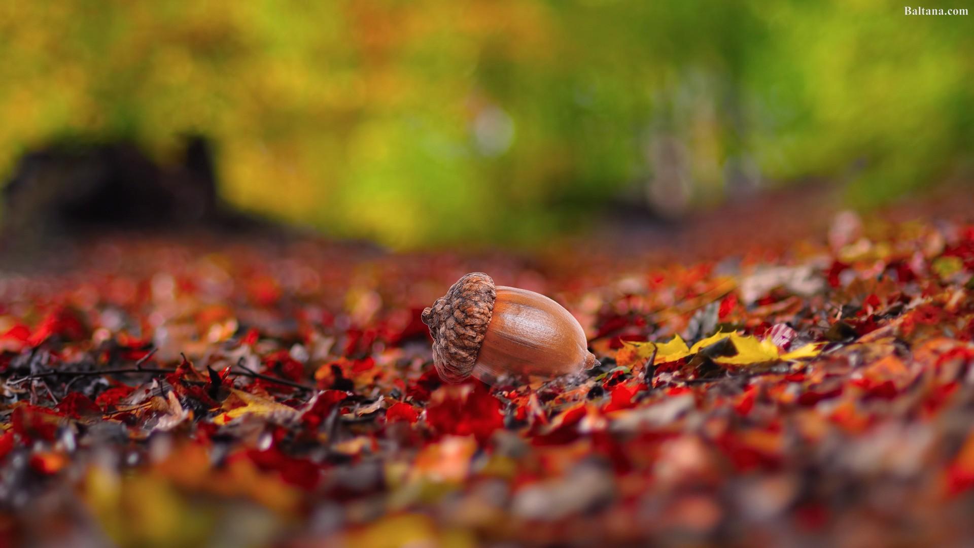 Acorn Wallpapers - Wallpaper Cave