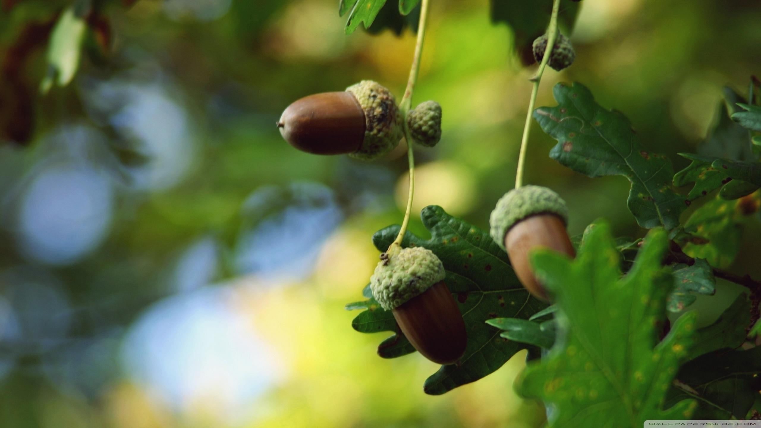 Acorn Wallpapers - Wallpaper Cave