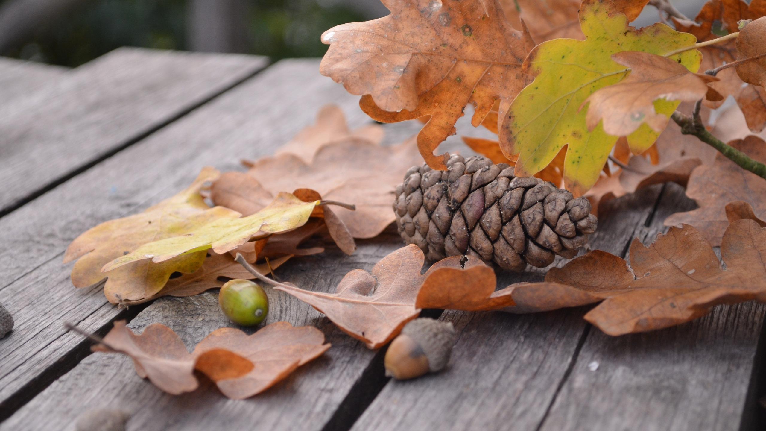Acorn Wallpapers - Wallpaper Cave