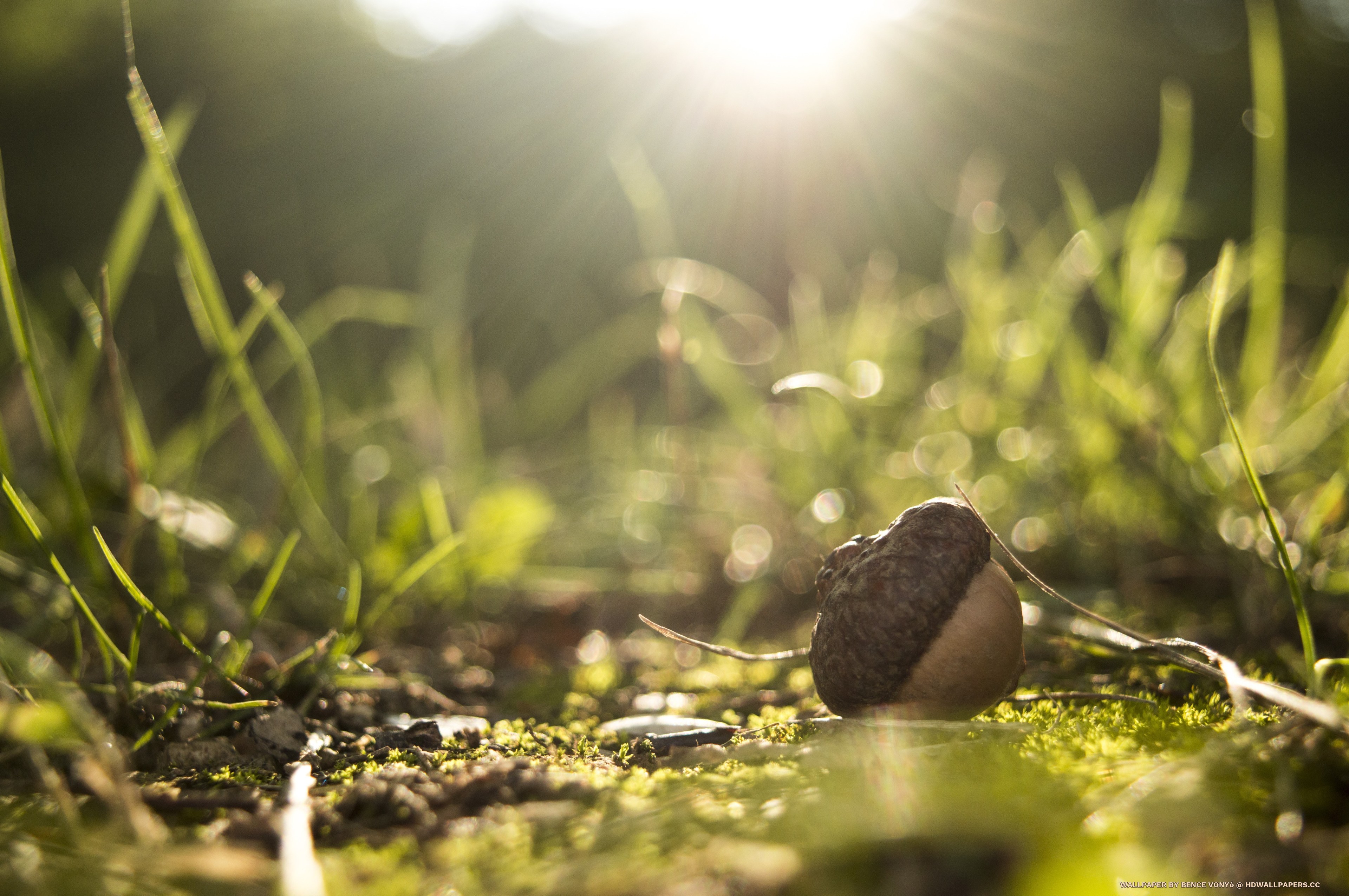 Acorn Wallpapers - Wallpaper Cave