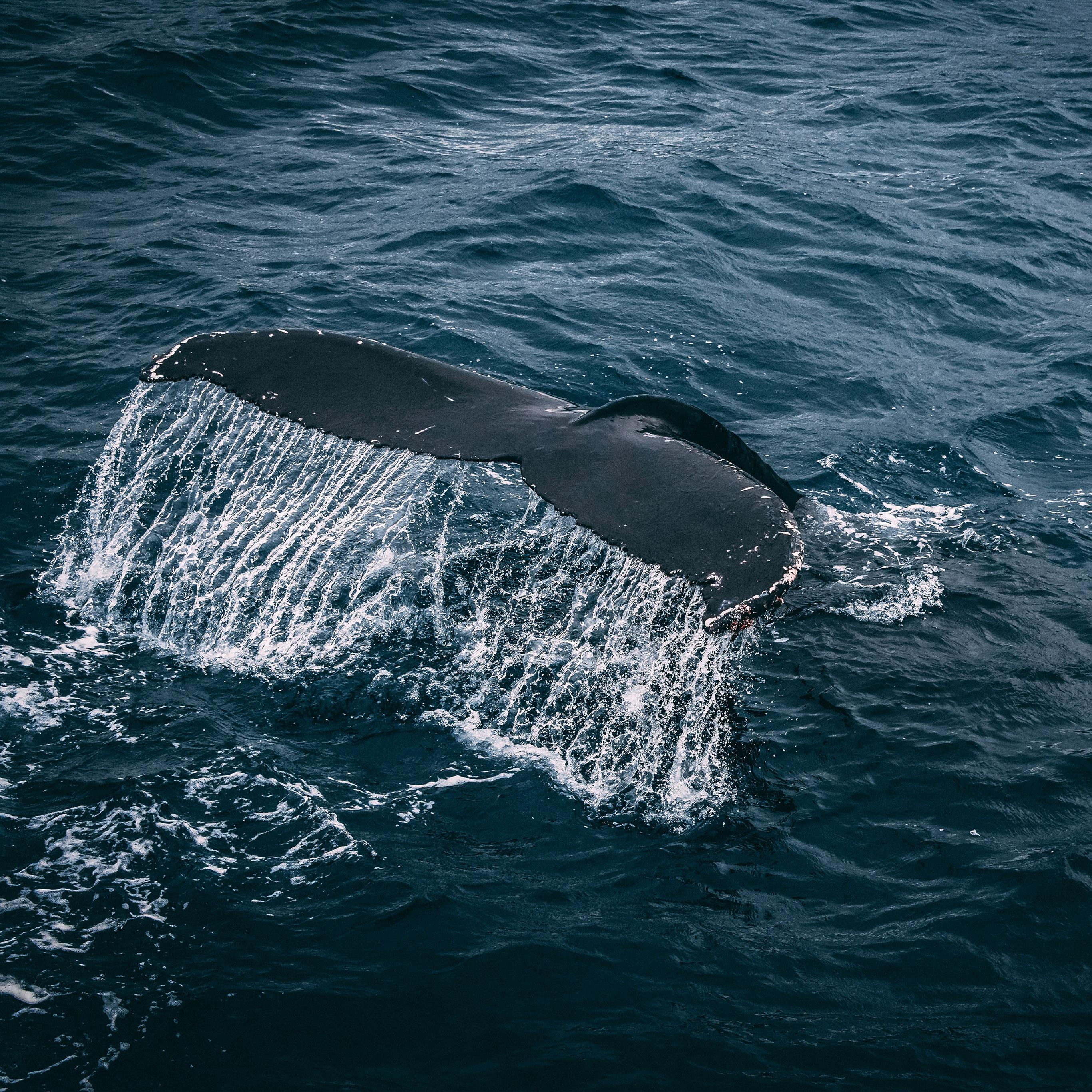 Catfish Whale Wallpapers - Wallpaper Cave