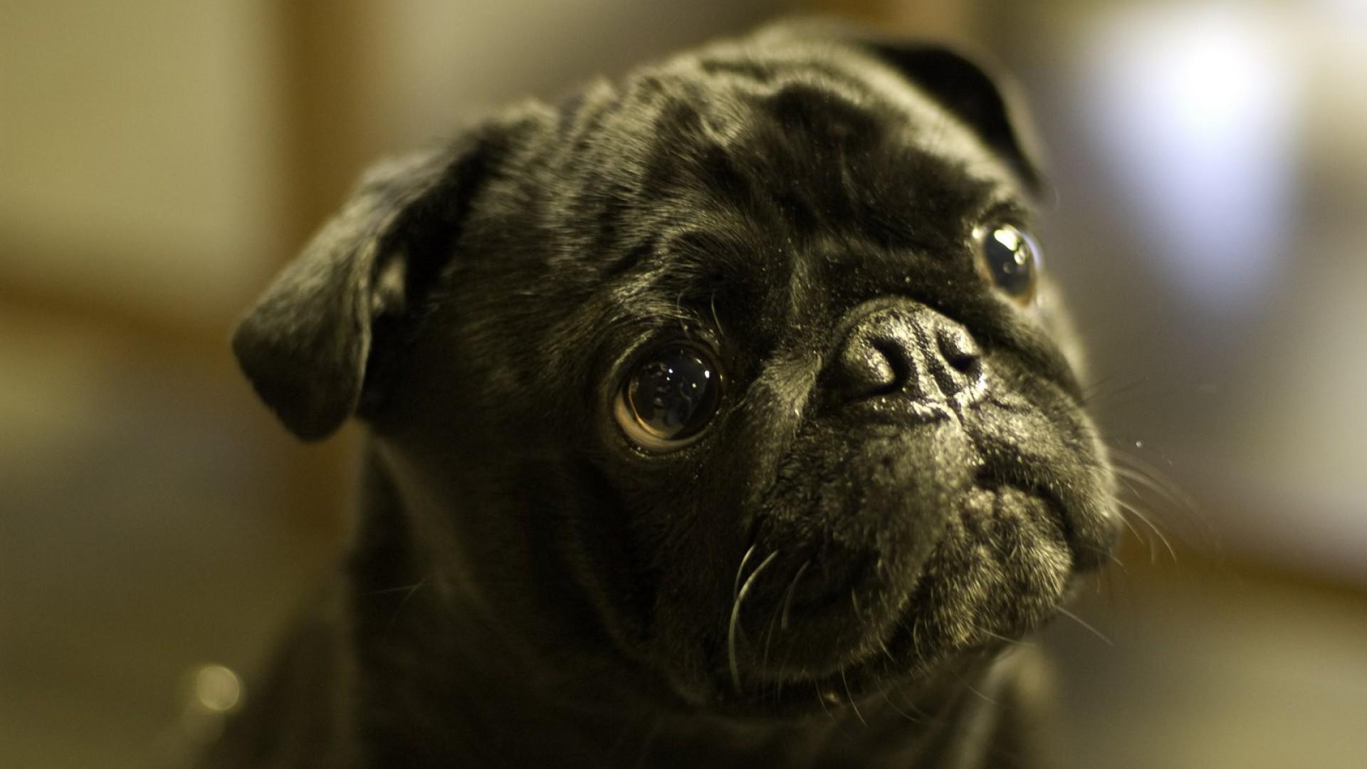 Brown And Black Pugs Wallpapers - Wallpaper Cave