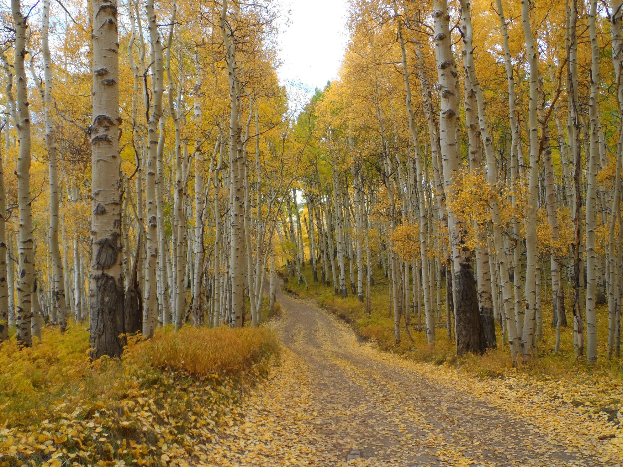 Road Less Traveled Wallpapers - Wallpaper Cave