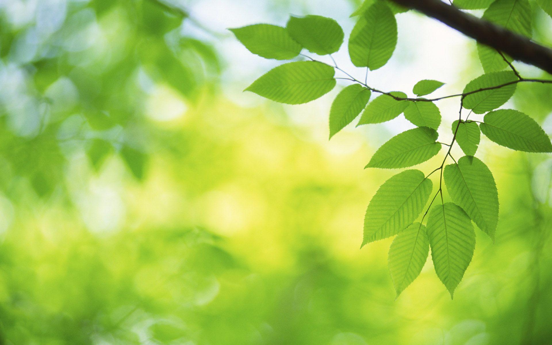 Funeral Wallpapers - Wallpaper Cave