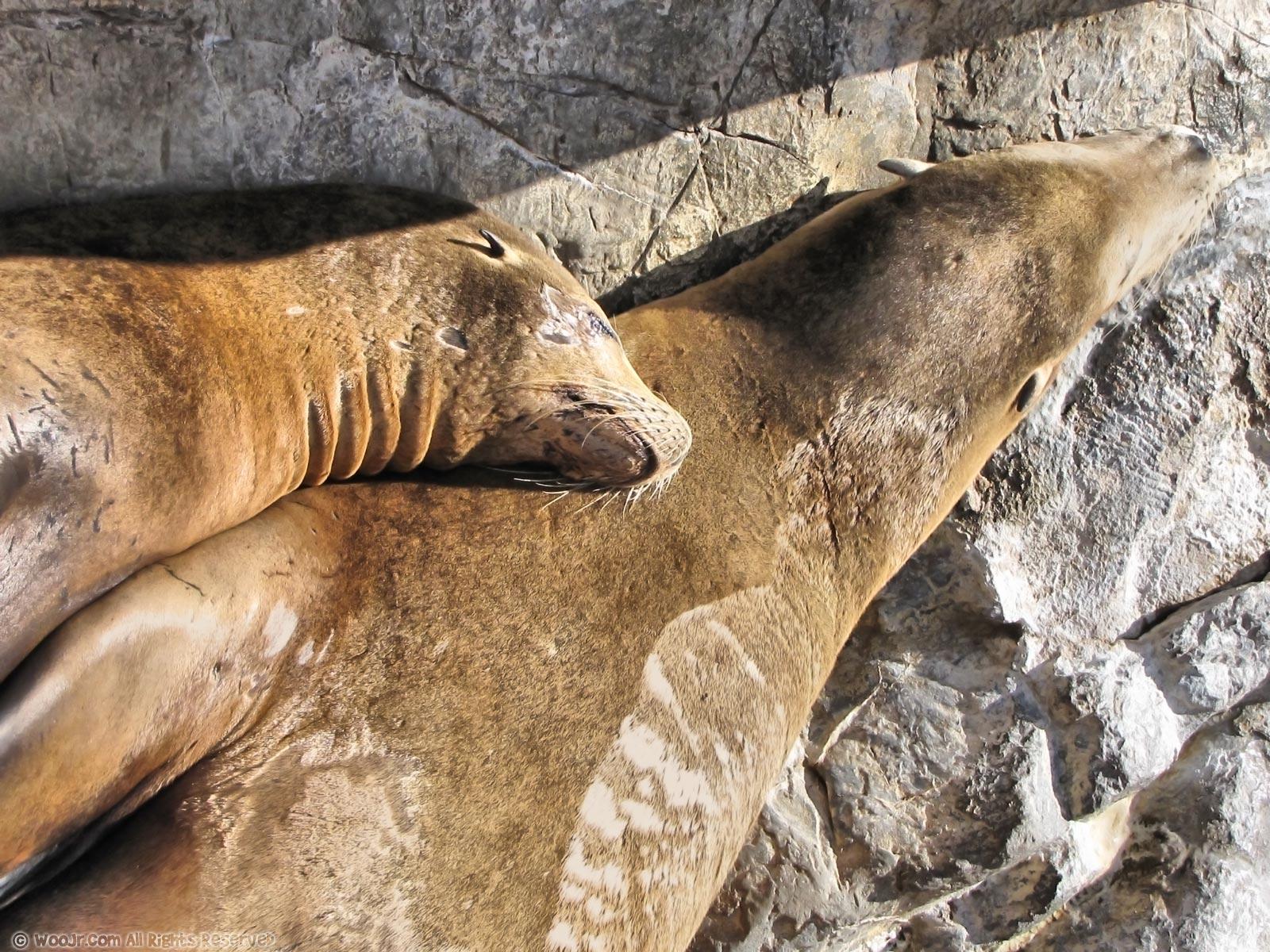 Snuggling Wallpapers - Wallpaper Cave