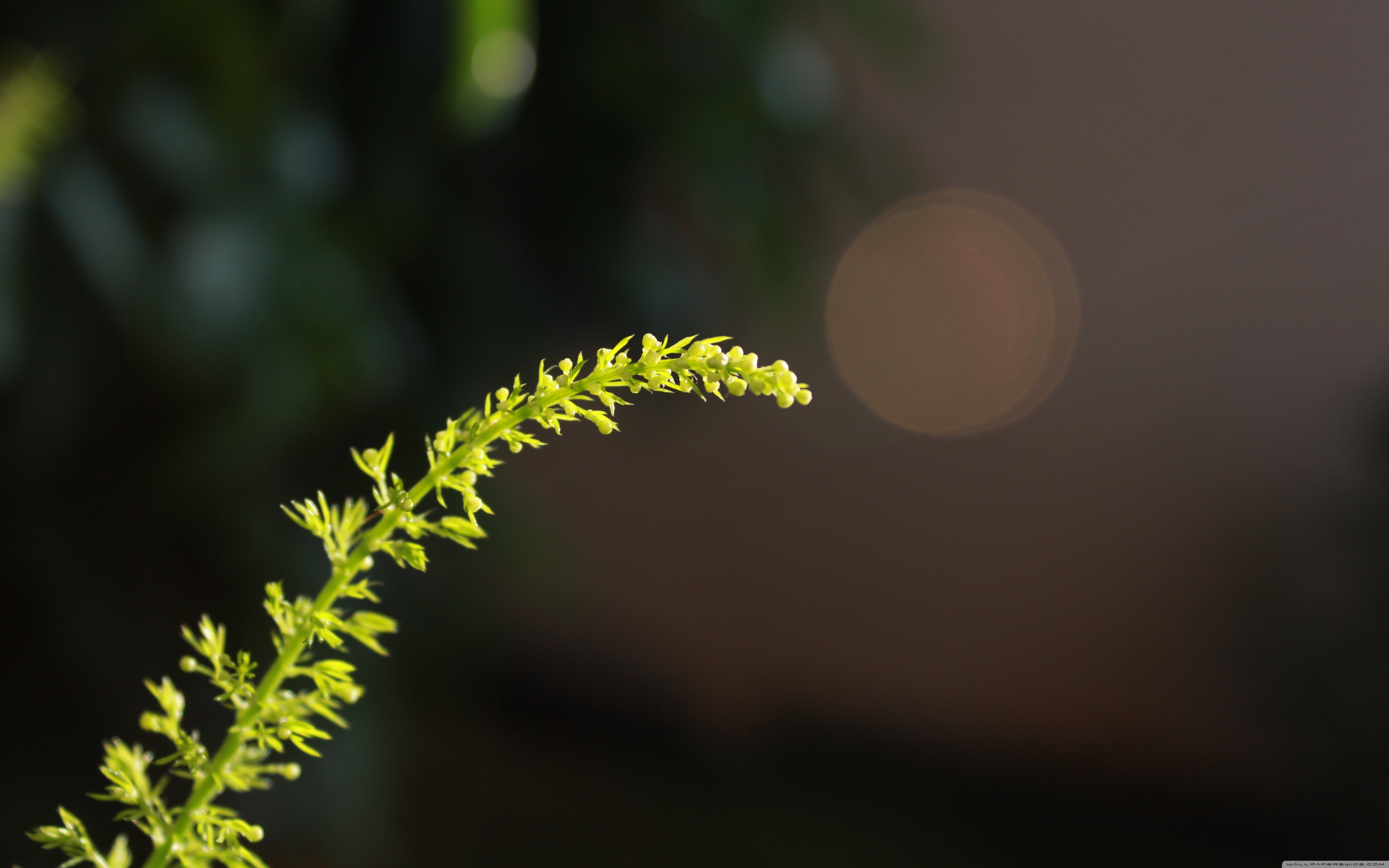 Leave Wallpapers - Wallpaper Cave