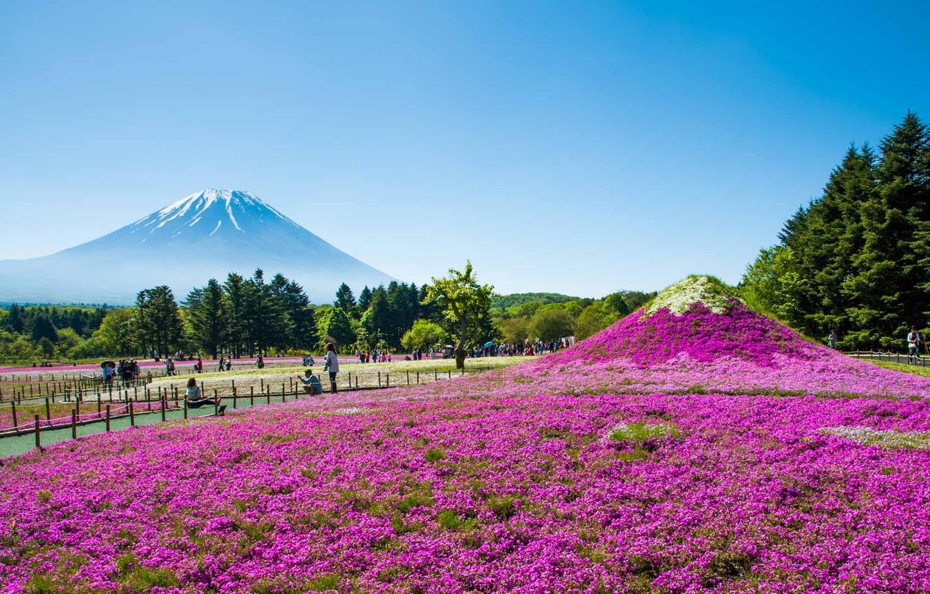 Spring Flower Garden Mount Fuji Lake Kawaguchi Wallpapers - Wallpaper Cave