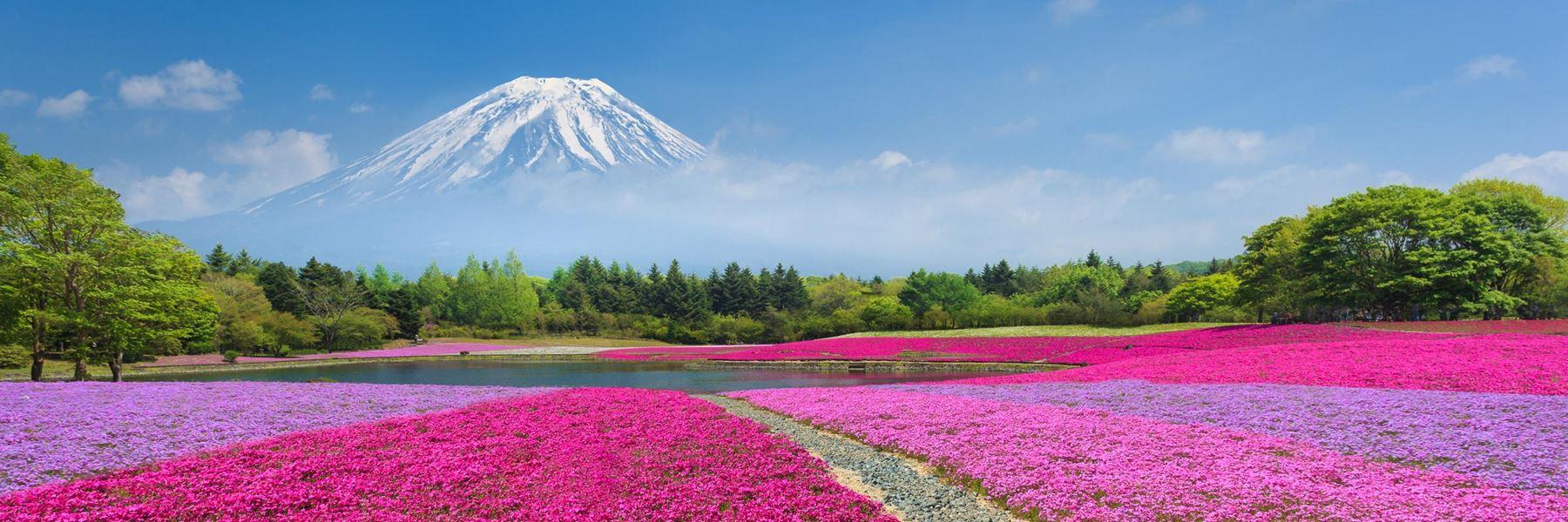Spring Flower Garden Mount Fuji Lake Kawaguchi Wallpapers - Wallpaper Cave